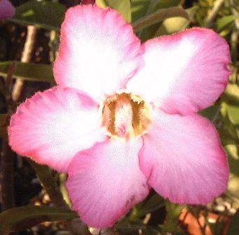 Adenium Species page 2